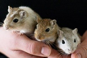 Must Haves for a Happy Gerbil Friend - Paw Pals Pet Sitting