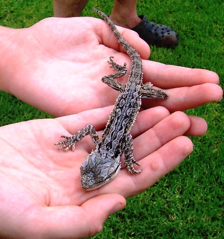 The Basics of Reptile Ownership - Paw Pals Pet Sitting