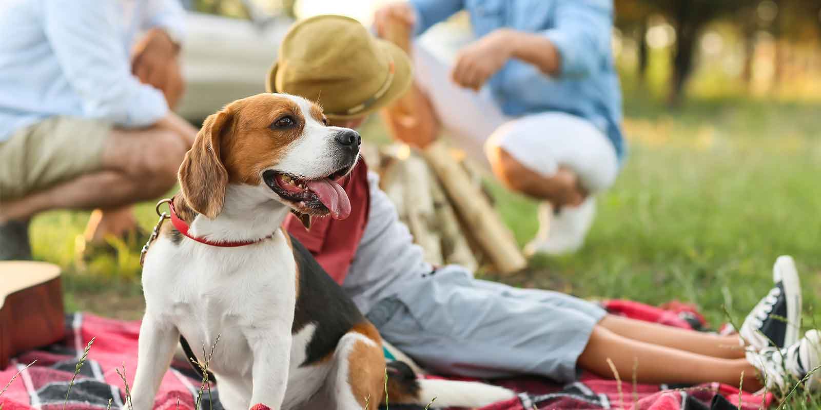 About Us - Paw Pals Pet Sitting