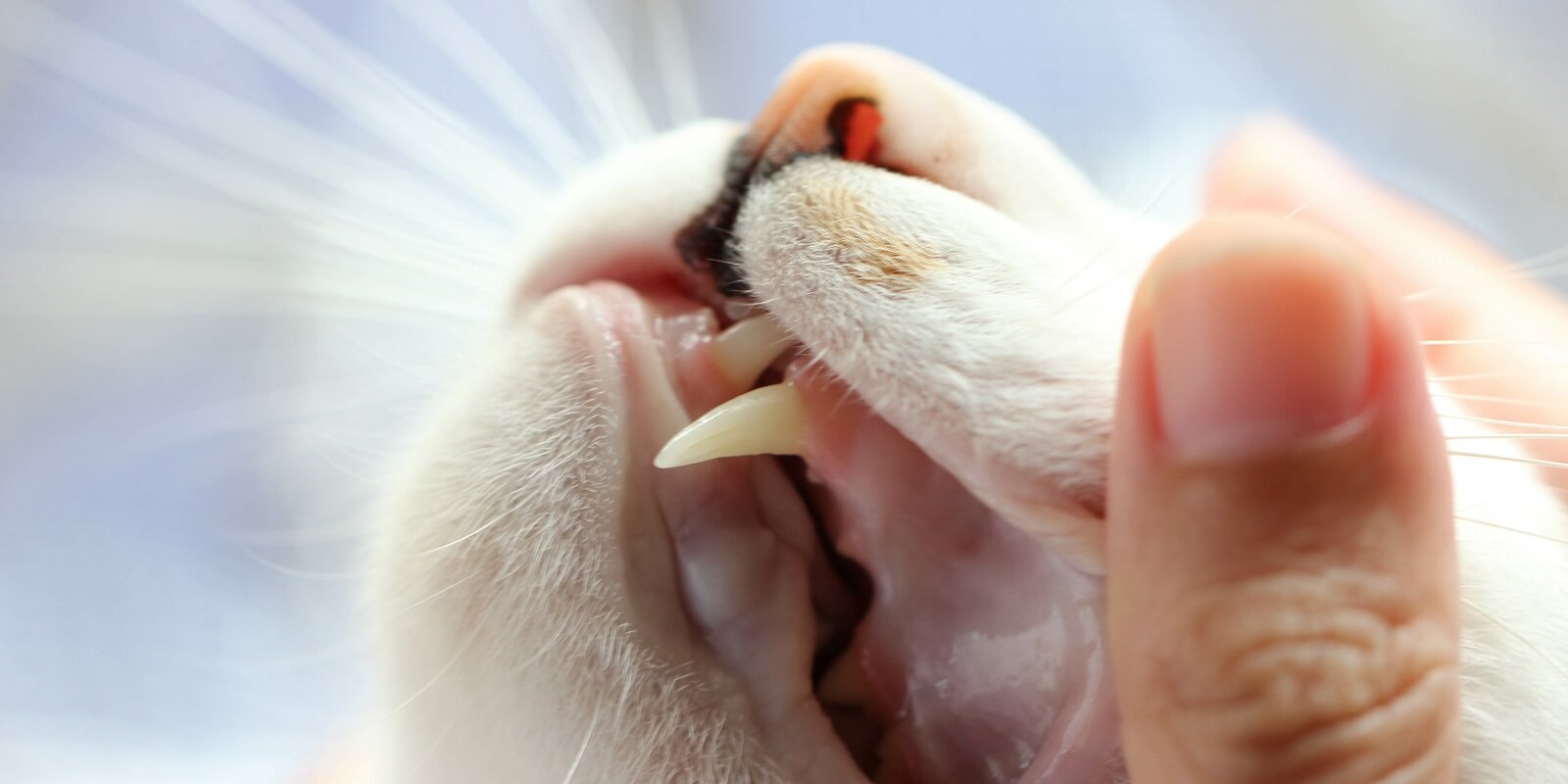 Cat Dental Care Guide - Paw Pals Pet Sitting