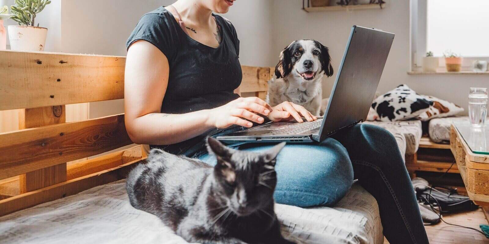 Multi-Pet Harmony: How to Make Sure Different Species Get Along Under ...