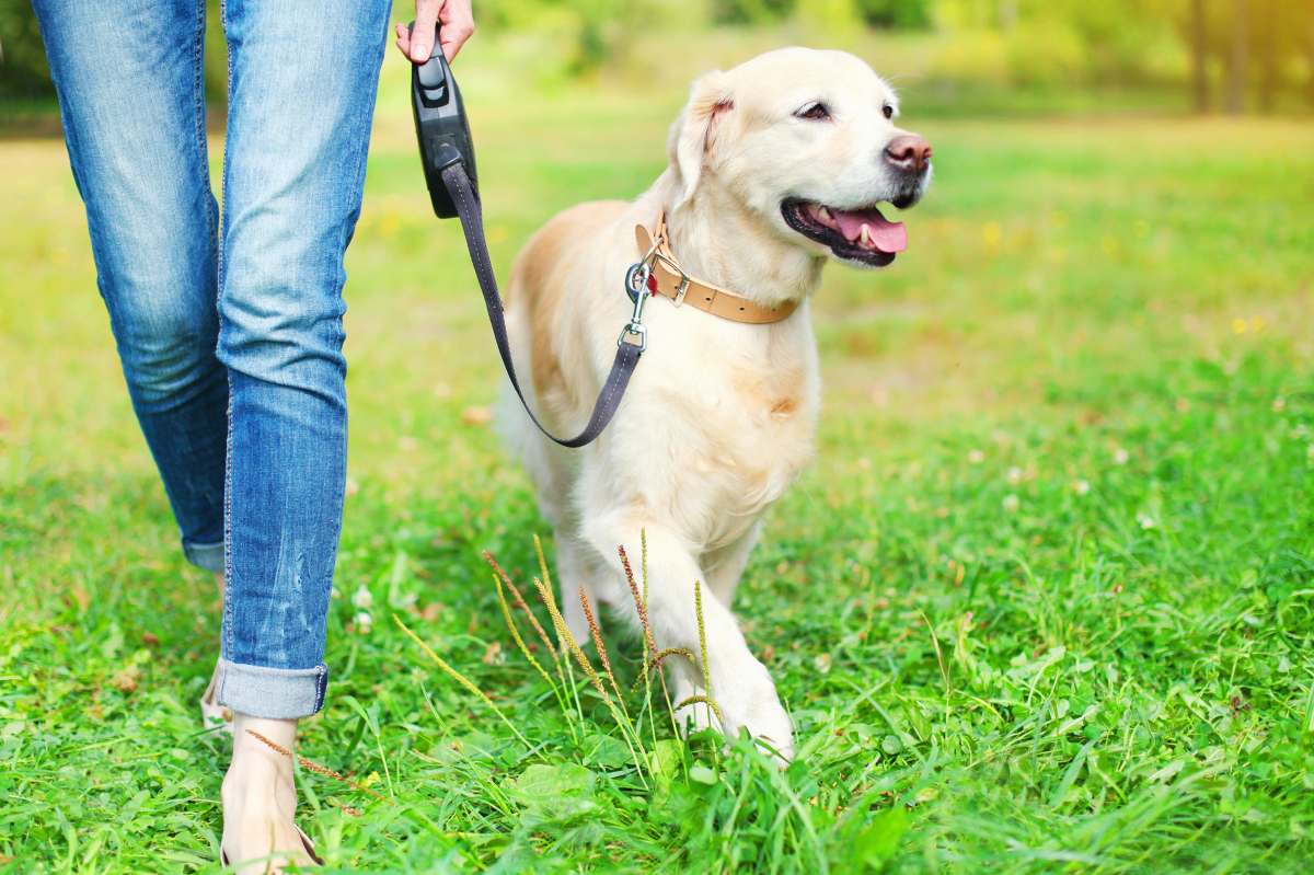 Why is My Dog Walking Sideways? - Paw Pals Pet Sitting
