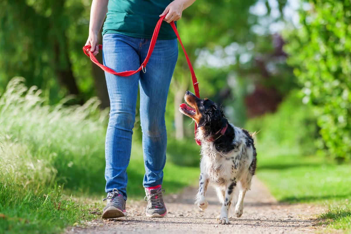 Top Benefits of Hiring a Midday Dog Walker When You're at Work - Paw ...
