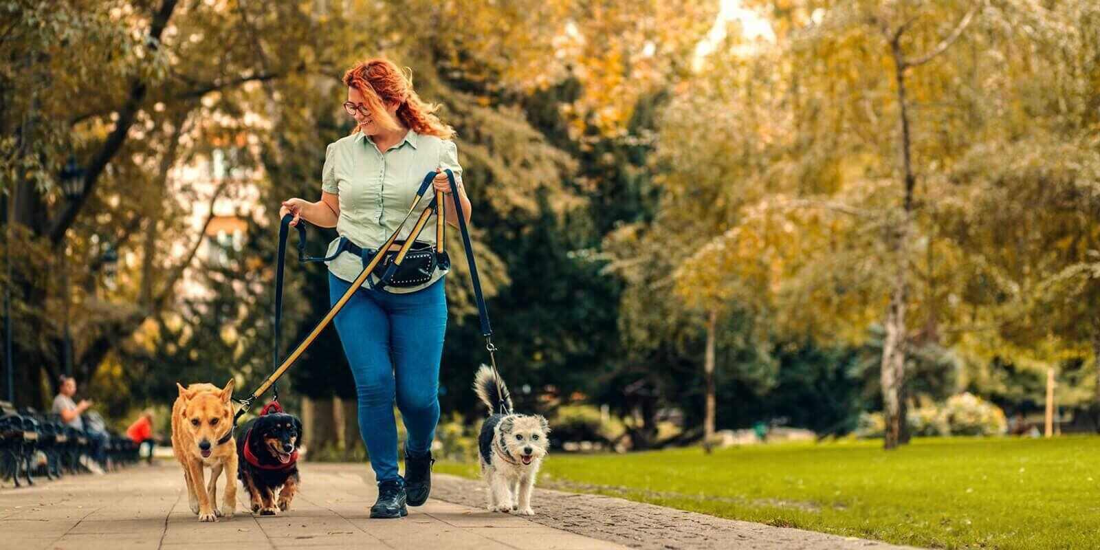 How Professional Dog Walkers Provide Peace of Mind for Busy Pet Owners ...