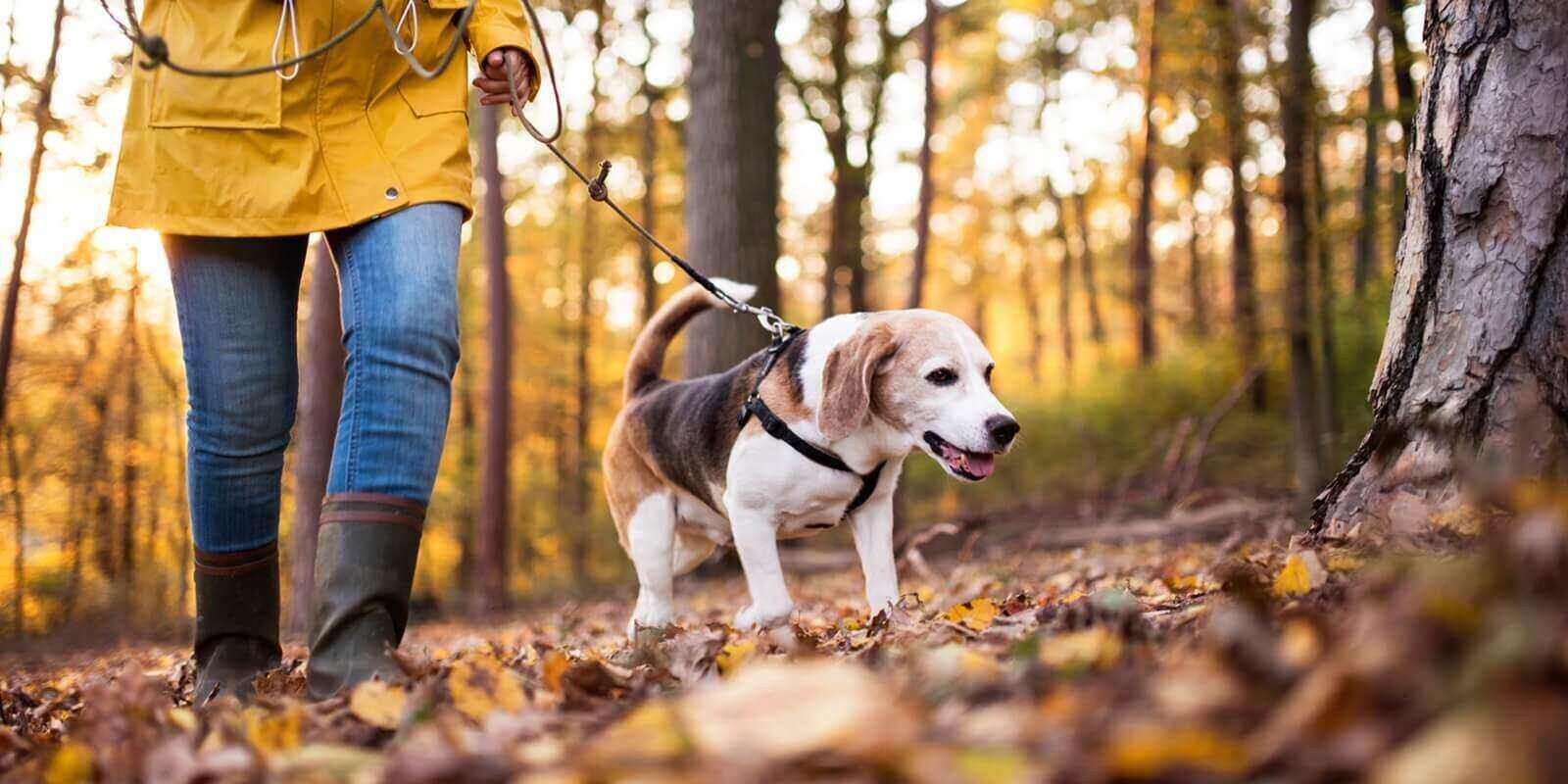 How Regular Dog Walks Prevent Behavioral Issues in Dogs - Paw Pals Pet ...